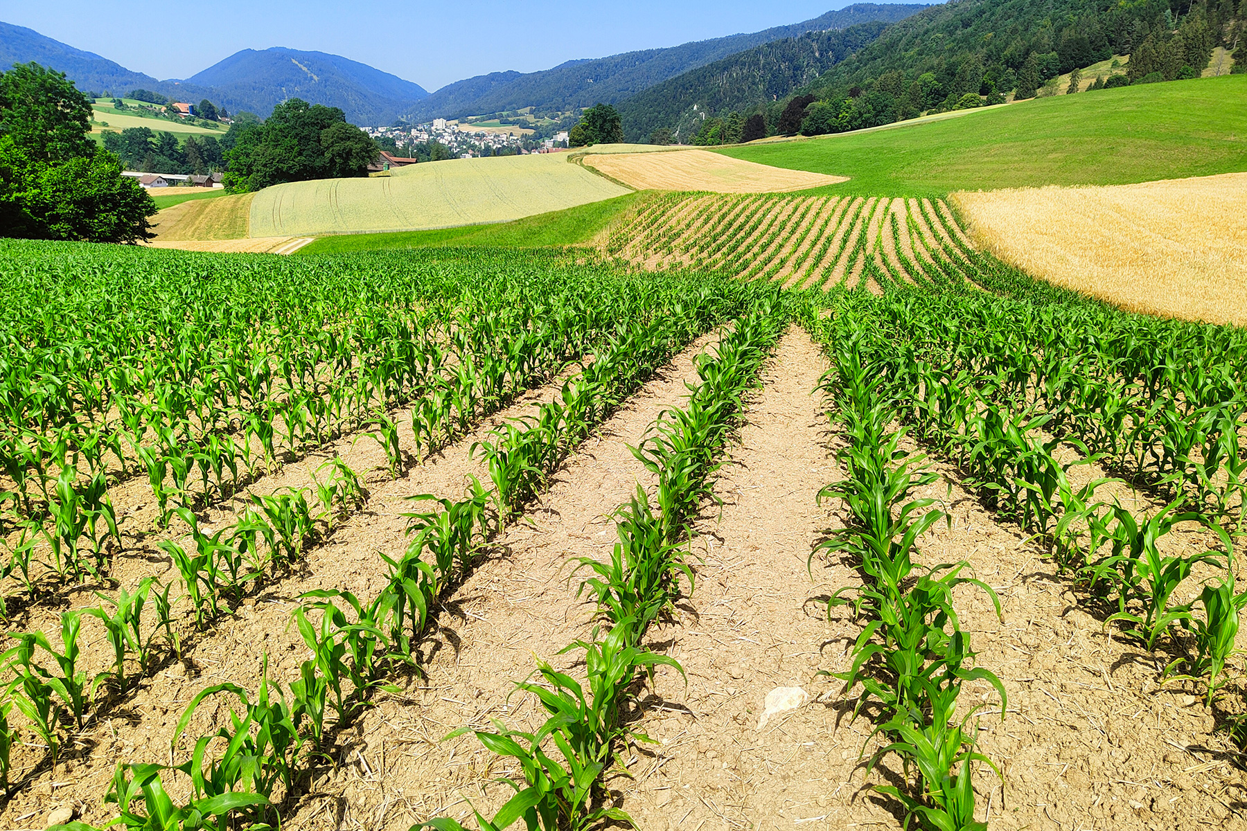 Une agriculture diversifiée | Grand Chasseral